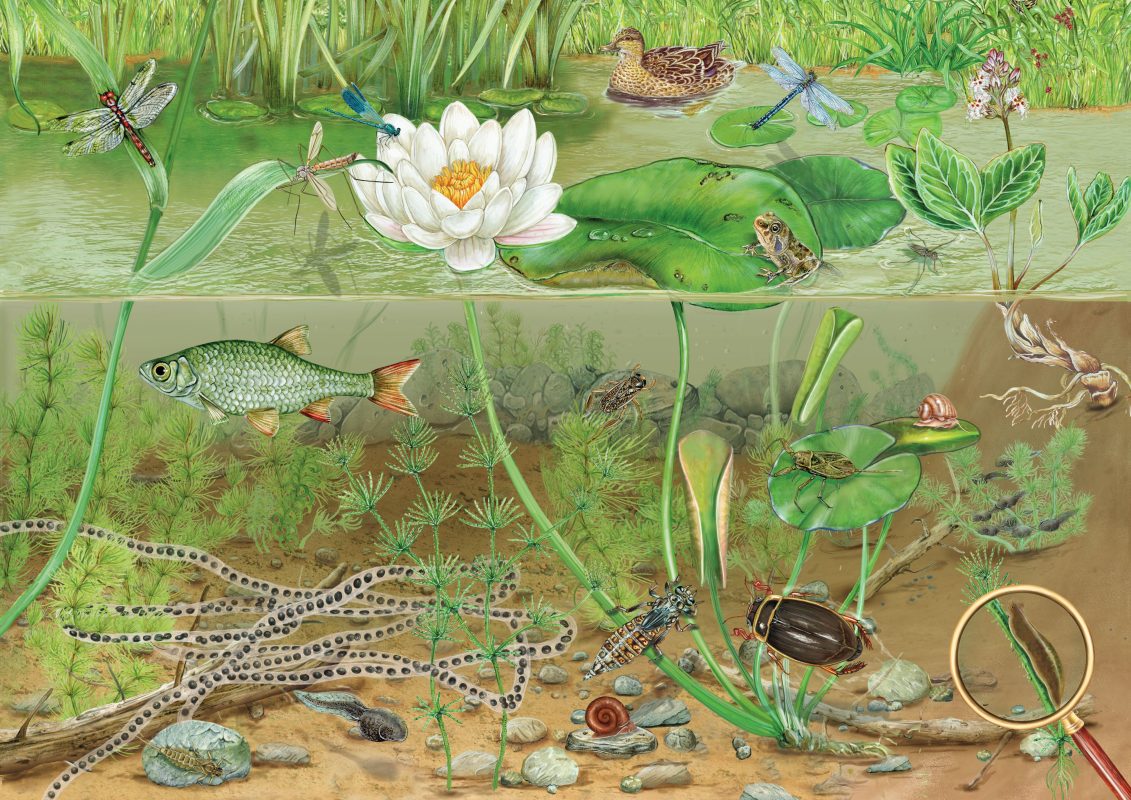 Life in a pond annalisa durante (1) – Illustraciencia